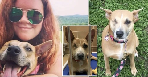 One-Eyed Dog That No One Would Adopt Because She Is ‘‘Ugly‘‘ Has ...